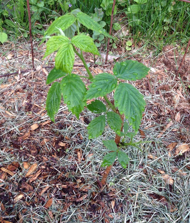 Plant stock photo. Image of flora, shrub, garden, vegetation - 71694232