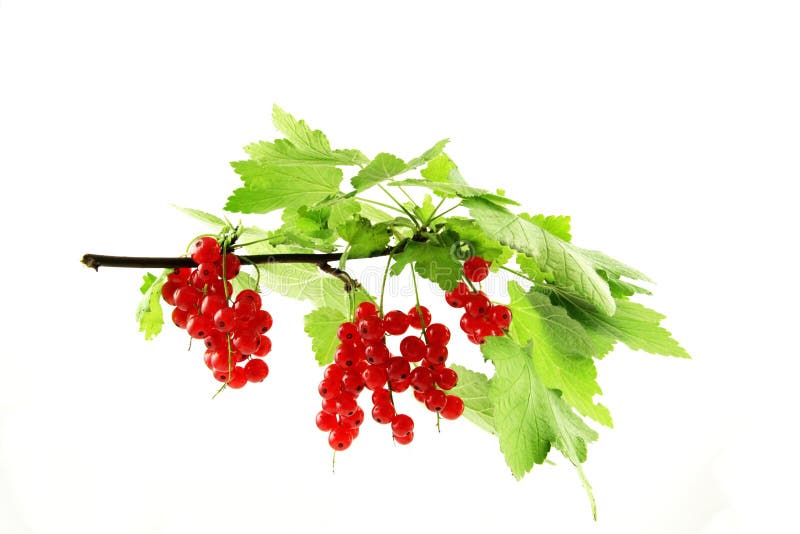 Plant with red berries stock image. Image of colourful - 25370187