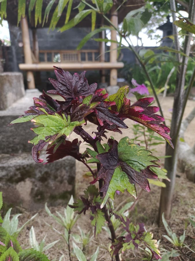 Plant Red Hisa in the Village Stock Photo - Image of village, tree ...
