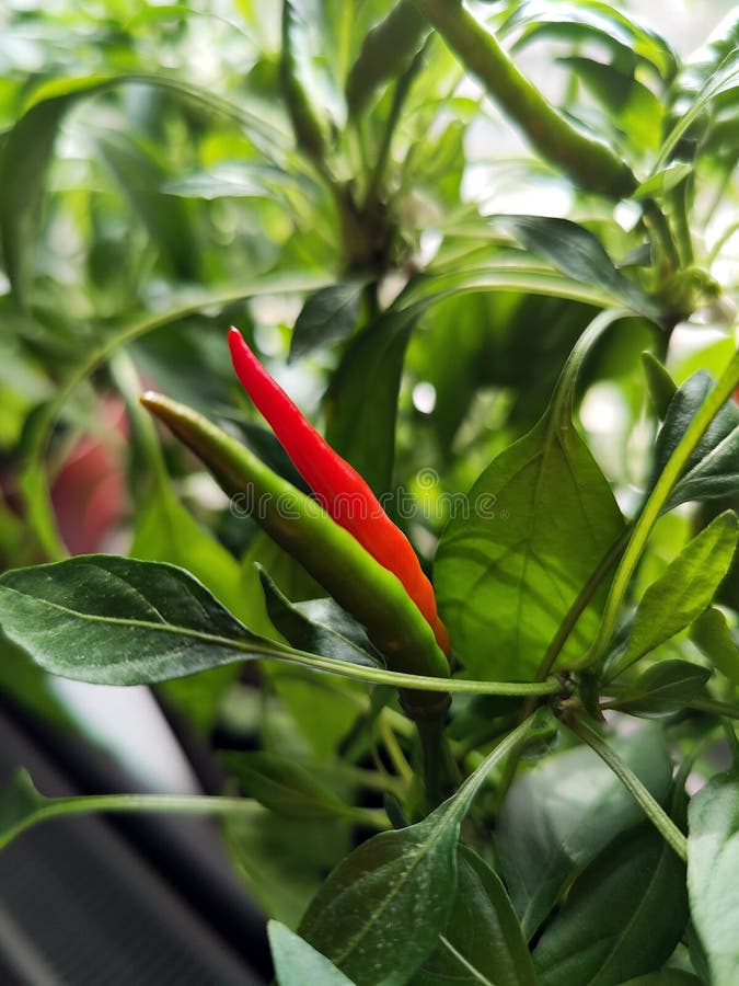 Plant with Red Hot Chilli Peppers Stock Image - Image of floral, fruit ...