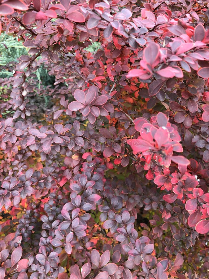 Plant with red leaves stock photo. Image of exterior - 141594370