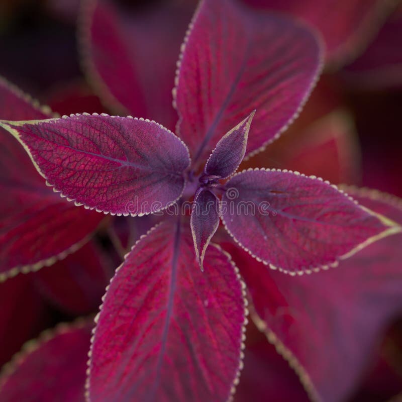 Plant with red leaves stock photo. Image of park, autumn - 35549002