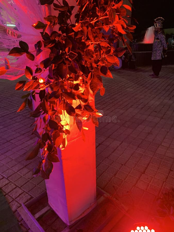 Plant and red light stock image. Image of meets, yellow - 261209393