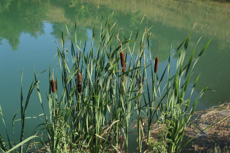 Reeds grow on the lake stock image. Image of flora, spring - 124071591