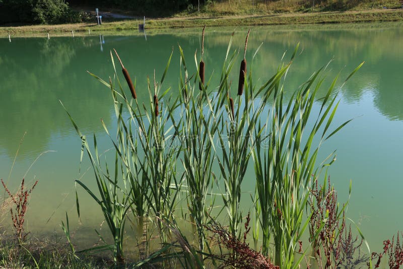 Reeds grow on the lake stock photo. Image of flora, nature - 124072500