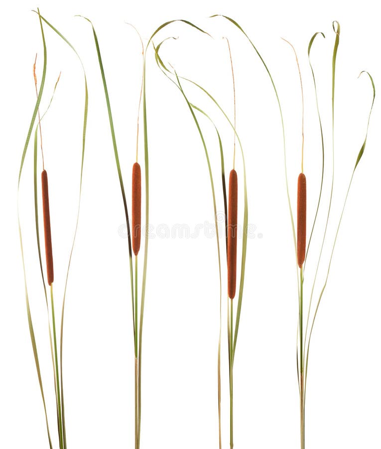Plant reeds stock photo. Image of cane, stalk, plant - 42467558