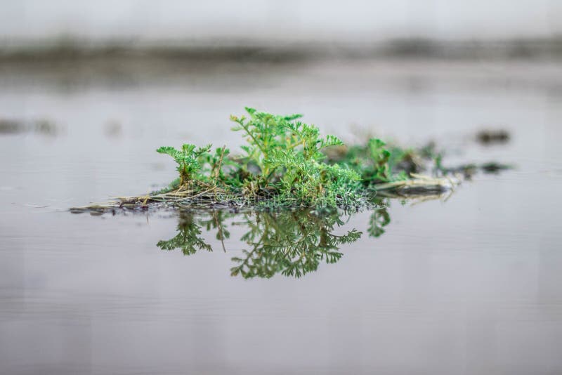 Plant Reflection in Water 2 Stock Photo - Image of creating, fern ...