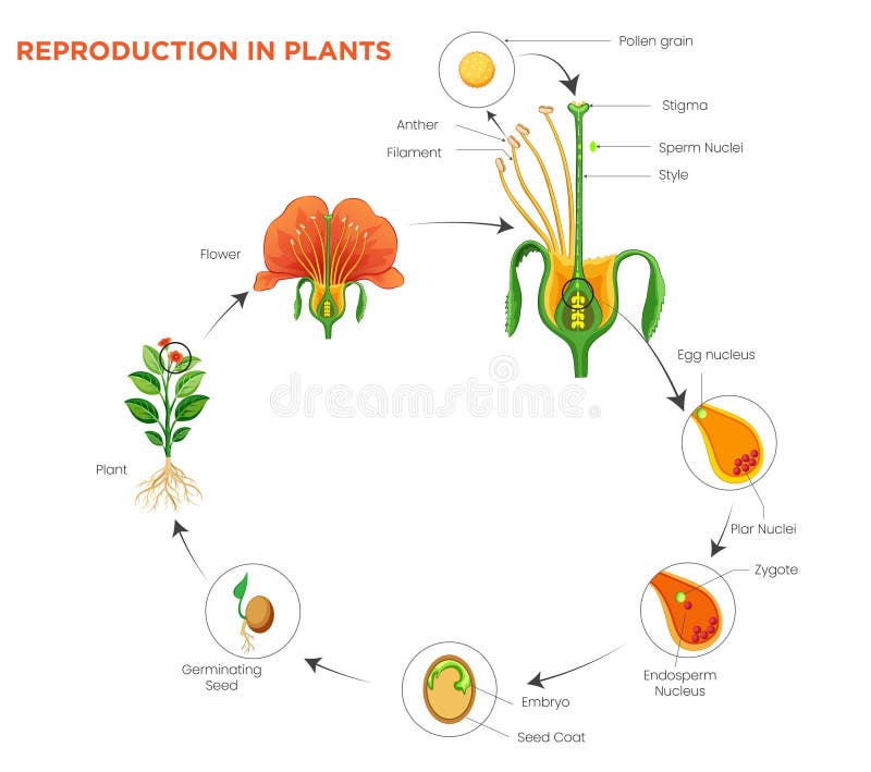 Plant Reproduction Pollination, Fertilization, and Seed Formation ...