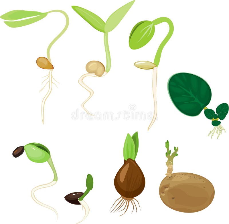 Plant reproduction set stock vector. Illustration of grow - 73742353
