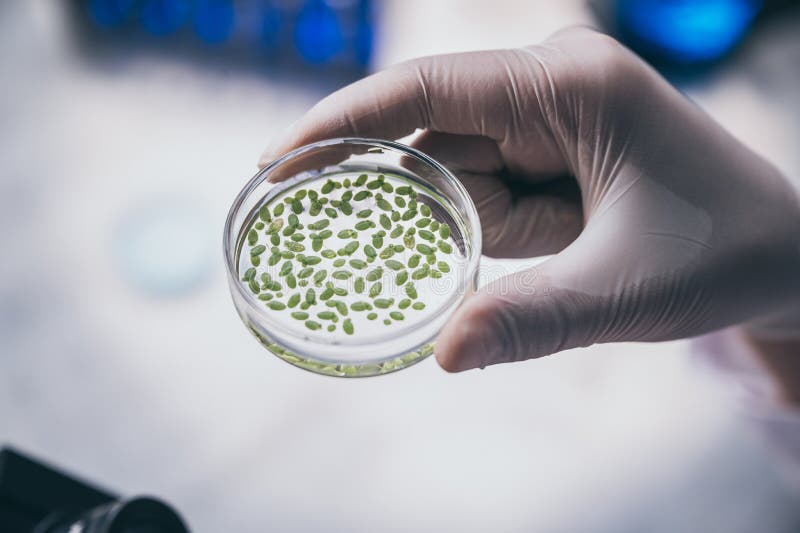 Plant Researcher Working in Laboratory Stock Photo - Image of ...