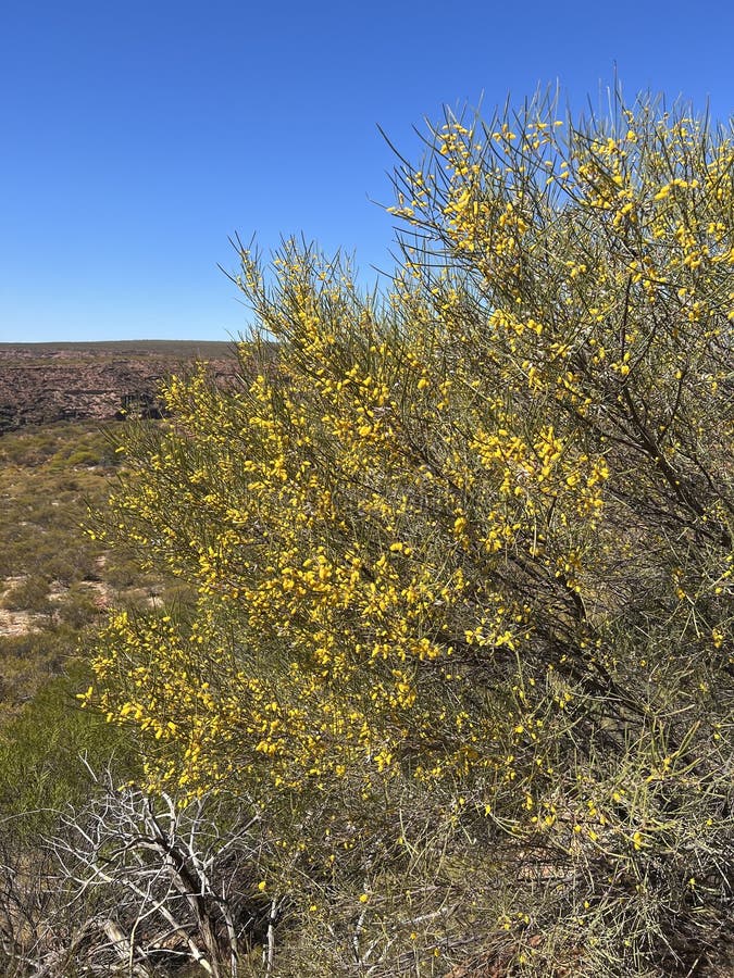 Retama Tree Stock Photos - Free & Royalty-Free Stock Photos from Dreamstime