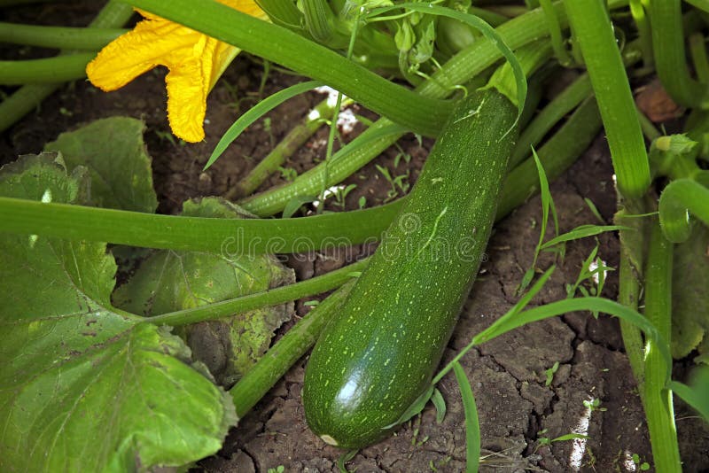 Plant with Ripe Tasty Squash Stock Image - Image of farming, blossom ...
