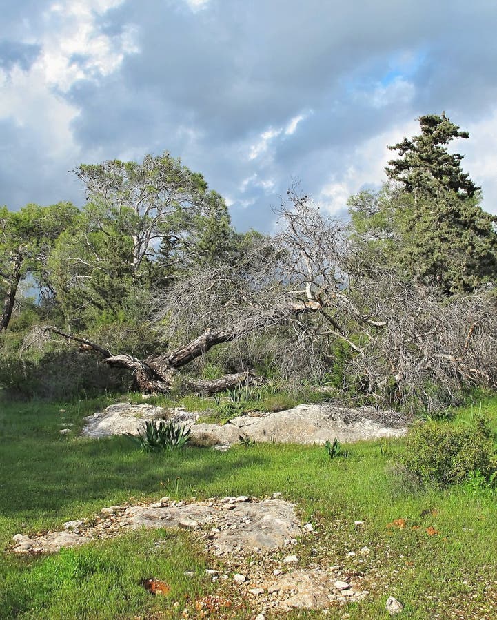 Plant in a Rock Cavity, Spring Cyprus Stock Image - Image of cyclamen ...