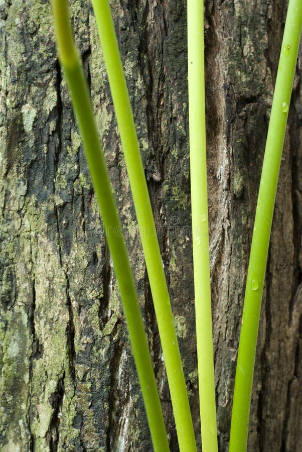 Plant rod and tree bark stock image. Image of detail - 70952803