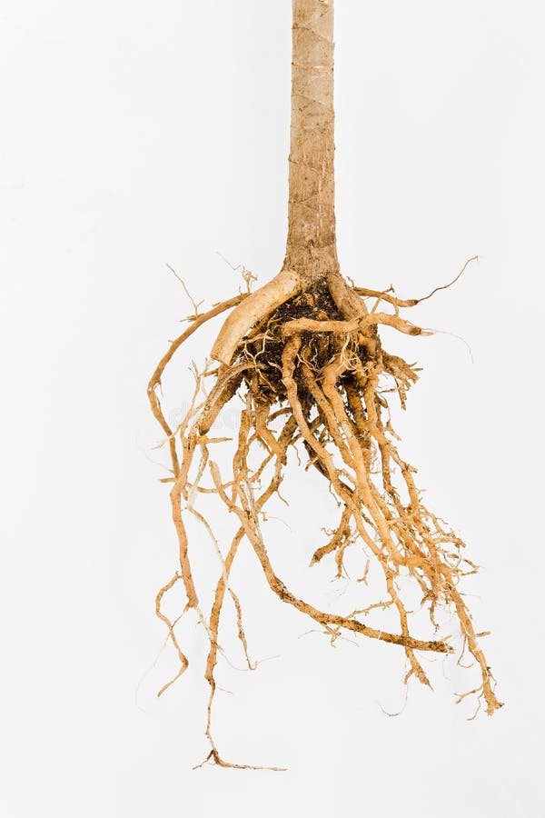 65,951 Plant Roots Photos - Free & Royalty-Free Stock Photos from ...