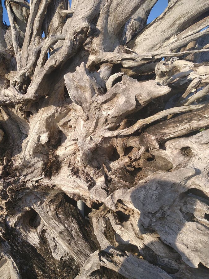 Plant root decoration stock photo. Image of branch, templates - 246852908