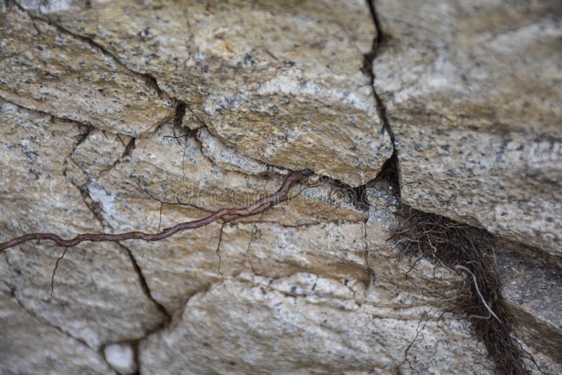 Small Plant Breaking Through A Rock Stock Photo - Image of leaves ...