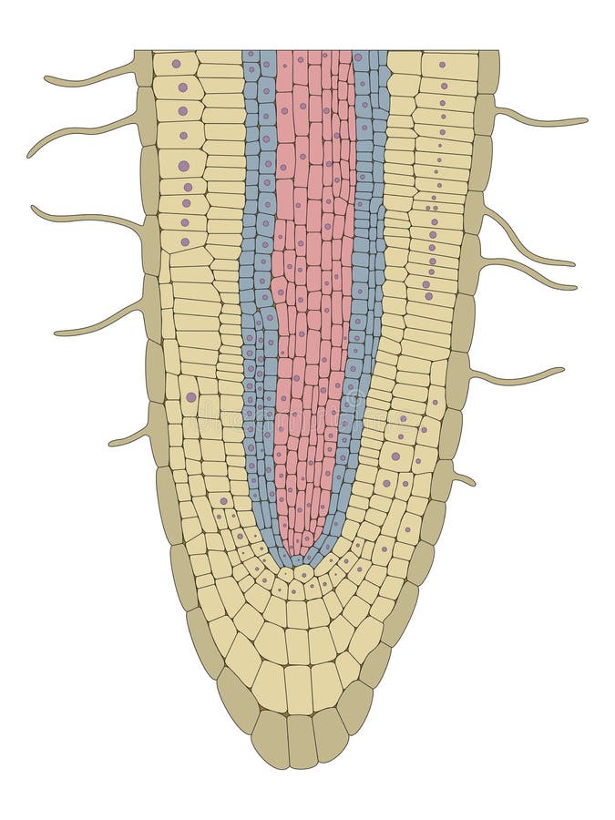 Plant root structure stock illustration. Illustration of isolated ...