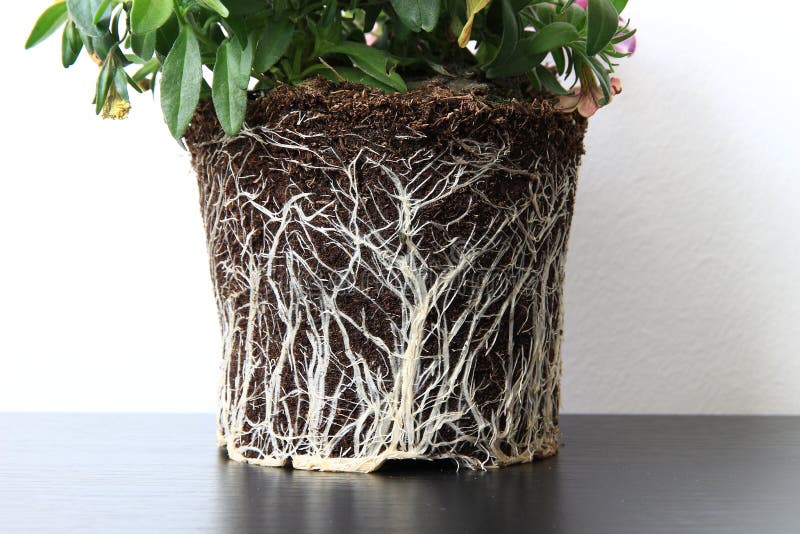Plant root system stock image. Image of young, pulled - 225338539