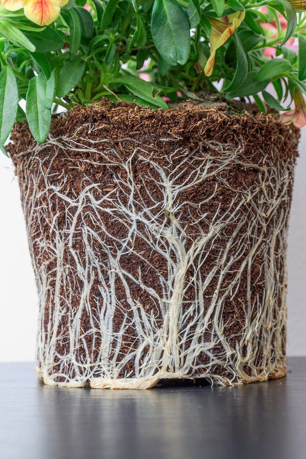 Plant root system stock image. Image of texture, background - 225338565