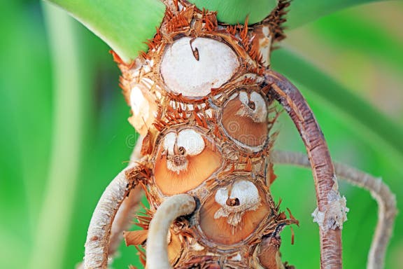 Plant root system stock photo. Image of fresh, land - 364042060