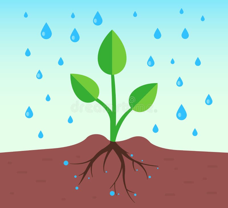 A Plant with a Root System Pours Rain. Stock Vector - Illustration of ...