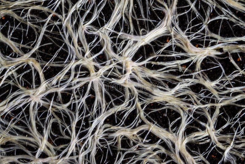 1,118 Underground Root System Stock Photos - Free & Royalty-Free Stock ...