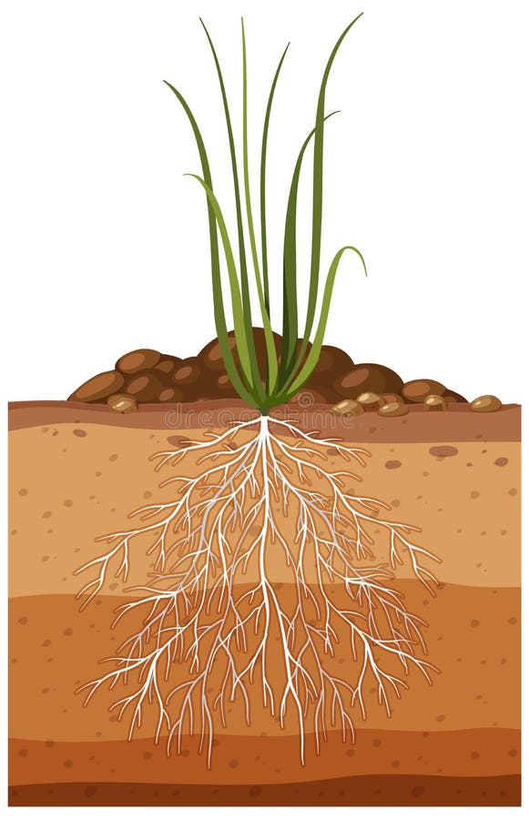 PLant with Root System Underground Stock Vector - Illustration of life ...