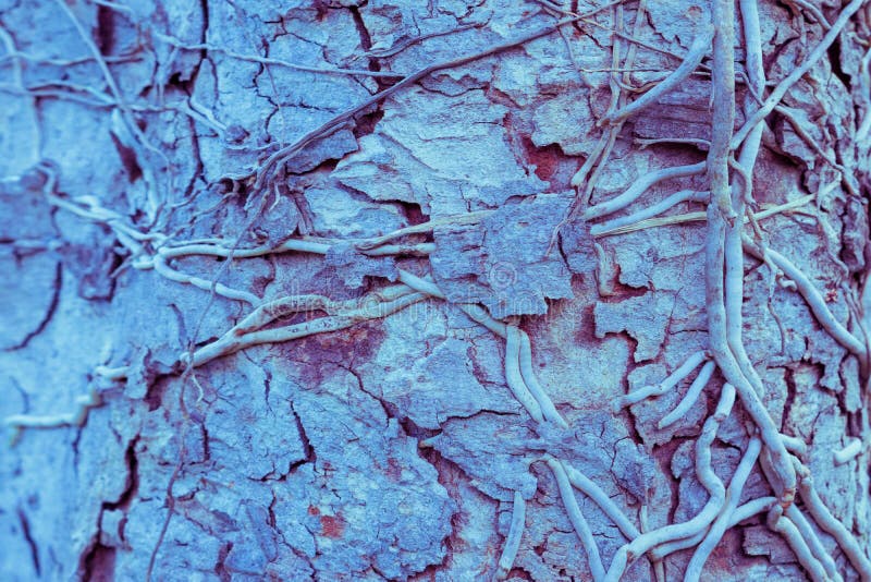 Plant Root and Tree Bark Abstract Nature Background Stock Image - Image ...