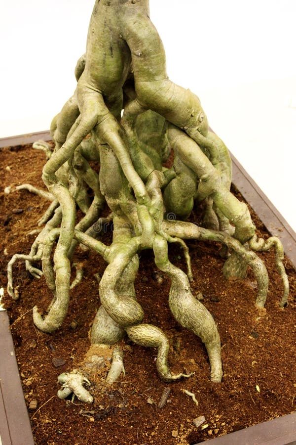 Plant with roots stock photo. Image of conservation, seeding - 28758470