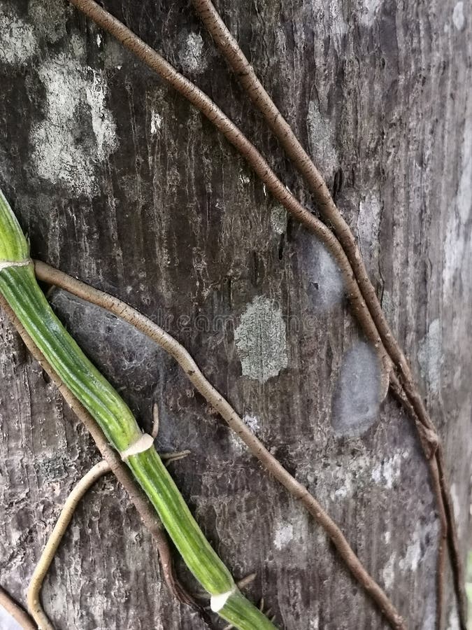 Plant Roots Attached To Trees, Natural Synergy Stock Image - Image of ...