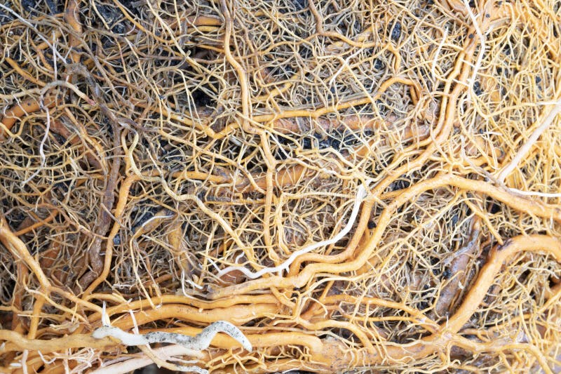Plant Roots Background. Agriculture Concept Stock Image - Image of ...