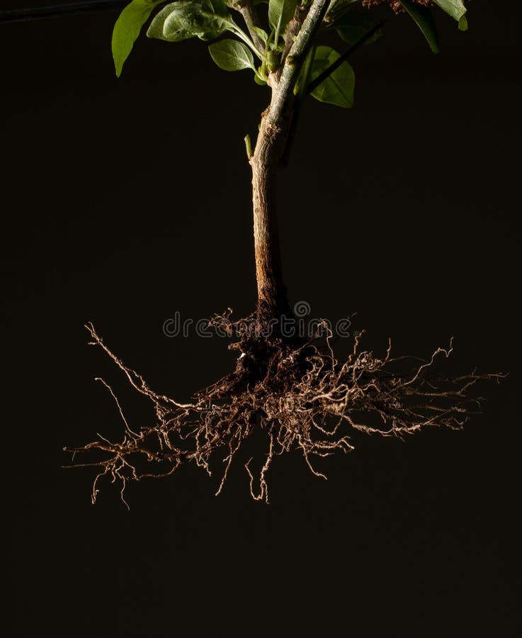 159 Roots Sketch Tree Stock Photos - Free & Royalty-Free Stock Photos ...