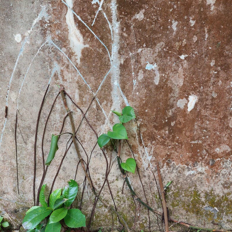 Plant Roots Creeping on the Wall Stock Photo - Image of wood, grass ...