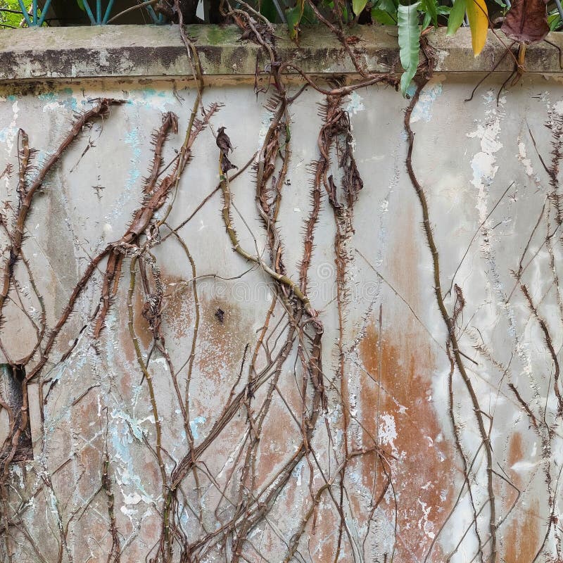 Plant Roots Creeping on the Wall Stock Photo - Image of soil, snow ...