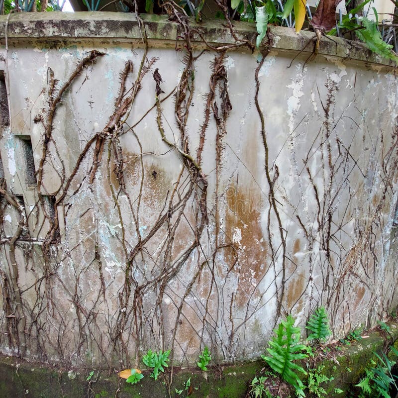Plant Roots Creeping on the Wall Stock Image - Image of grass, wood ...