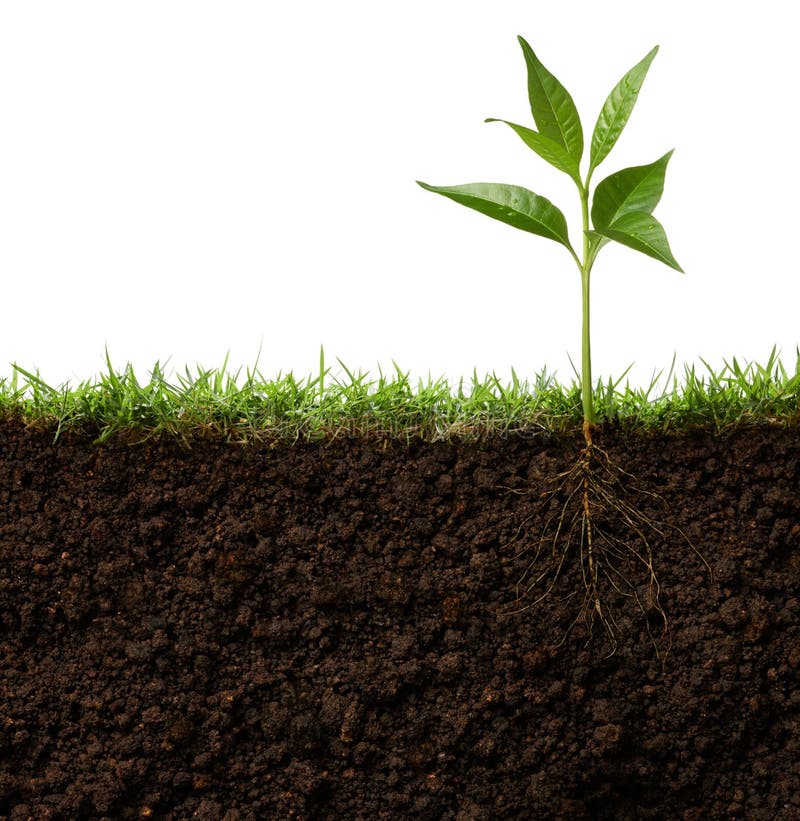 620+ Plant roots Free Stock Photos - StockFreeImages