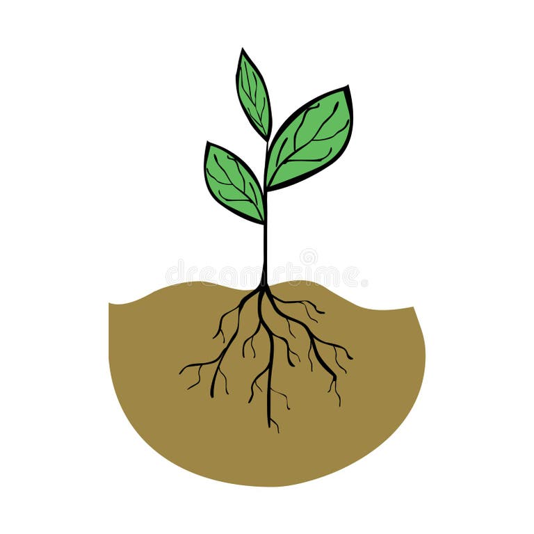 Plant with Roots. Cross Section View of Plant with Roots Stock Vector ...