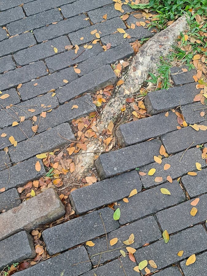 Tree Roots Damage Concrete Stock Photos - Free & Royalty-Free Stock ...