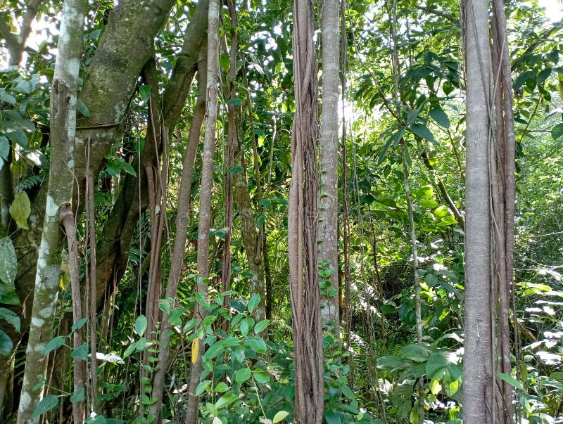Plant Roots Dangling from Tree Trunks in the Forest Stock Image - Image ...