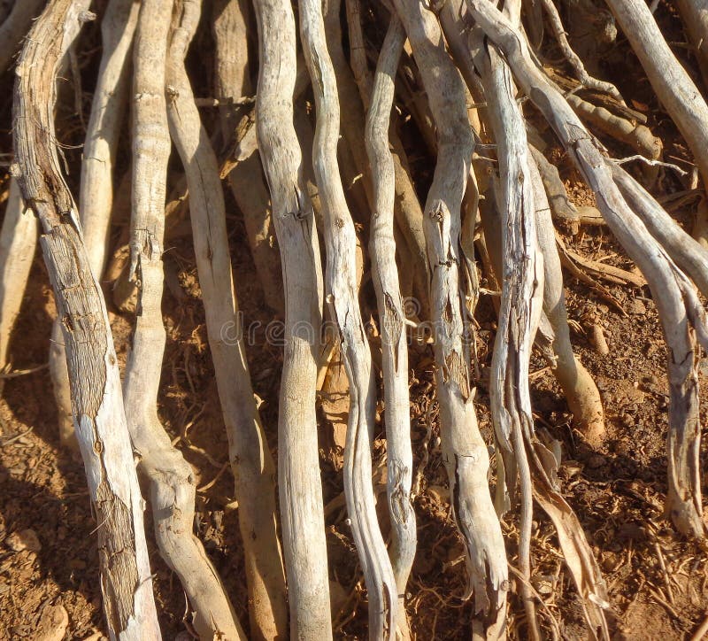 Plant Roots Dig into the Parched Soil Stock Image - Image of roots ...