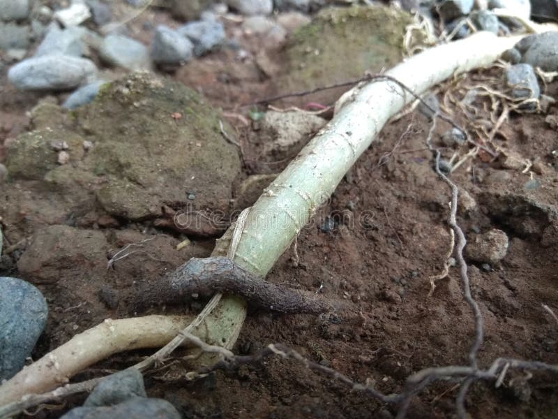 Plant roots in the ground stock photo. Image of roots - 302412132