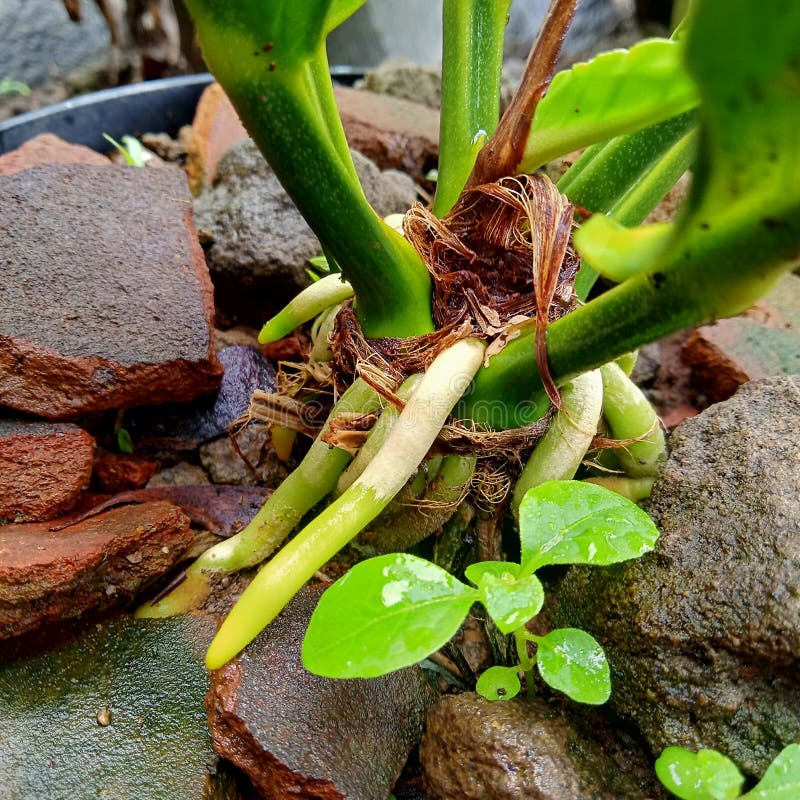 Plant Roots that Grow Above the Ground Stock Image - Image of green ...