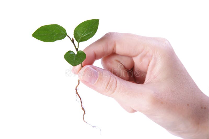 Plant with roots in hand stock photo. Image of growth - 10772348