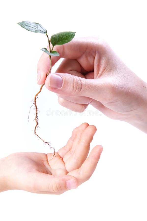Tree roots on my hands stock image. Image of handstree - 86793357