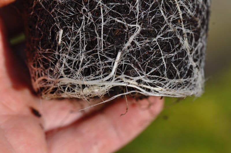 48,125 Plant Roots Photos - Free & Royalty-Free Stock Photos from ...