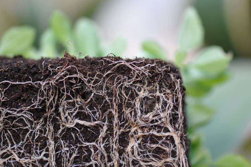 Plant roots stock image. Image of curious, neural, dirt - 115326285