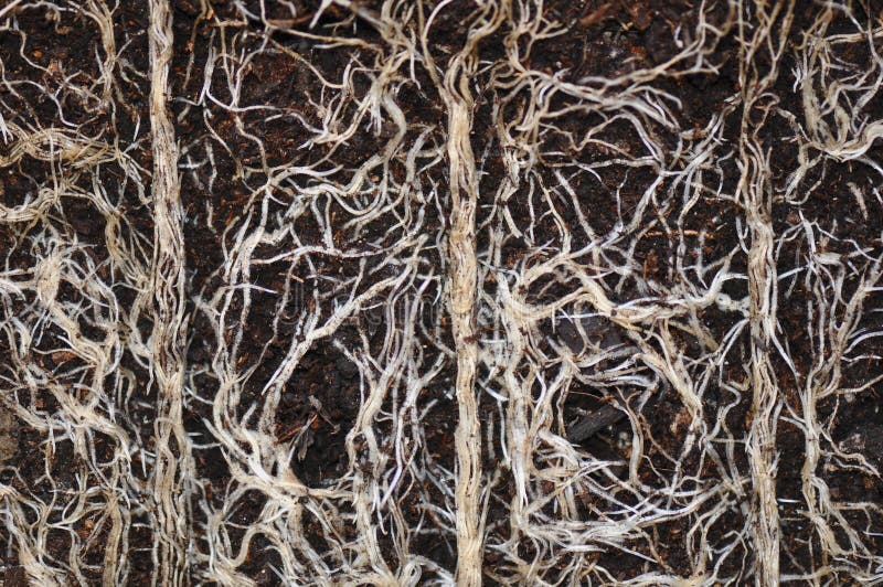 Plant roots stock photo. Image of detail, design, botanic - 115326344