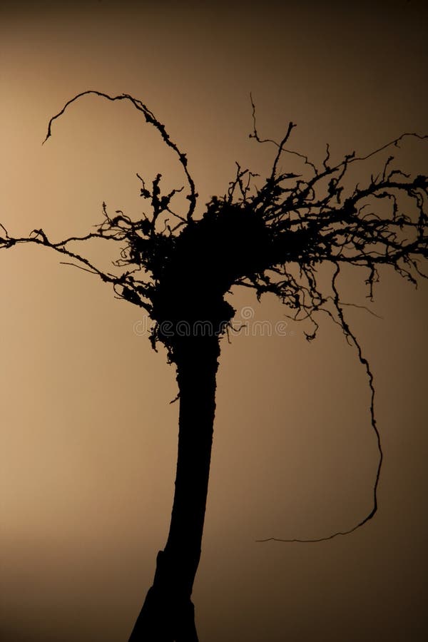 Plant roots silhouette stock photo. Image of wall, branch - 223654536