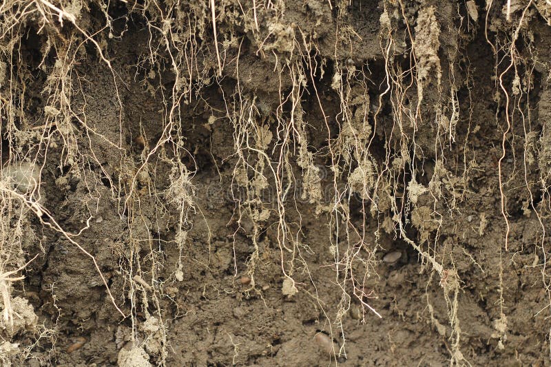 Plant roots in soil stock image. Image of moisture, roots - 66278591